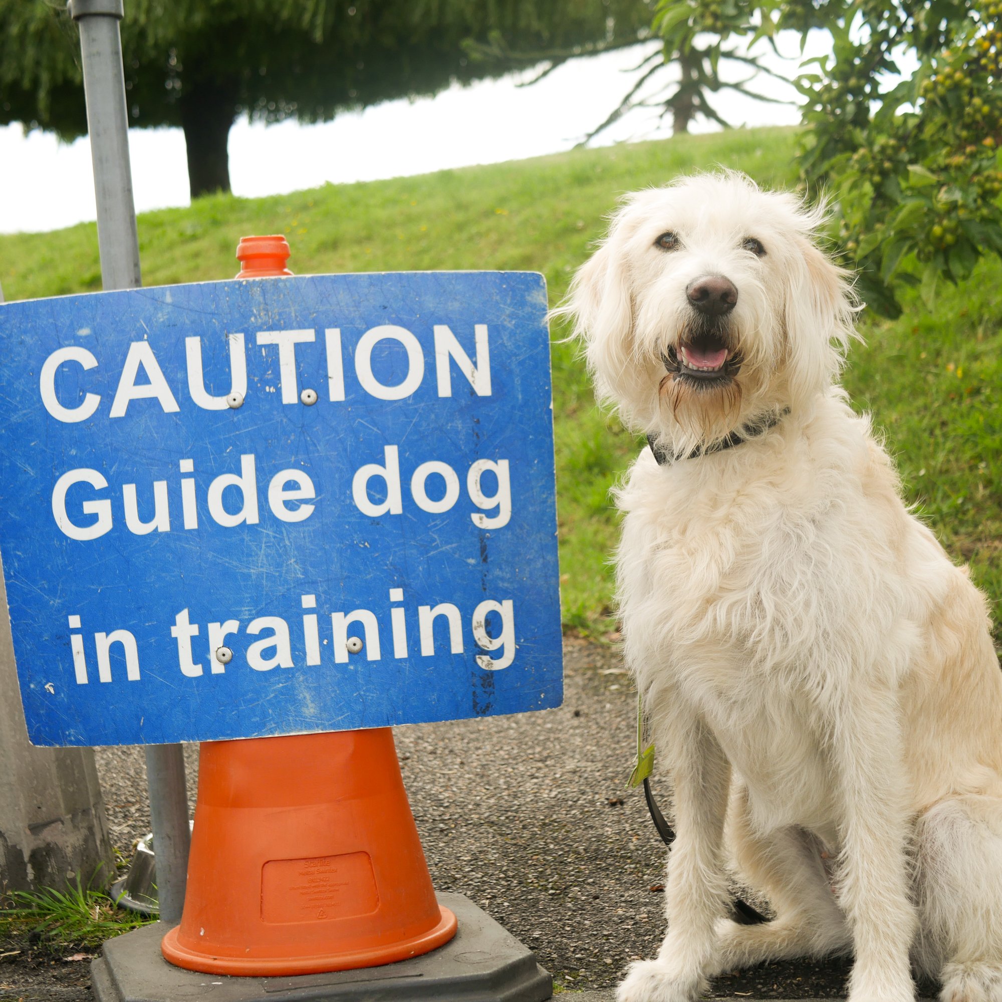 Are Labradoodles Good Guide Dogs