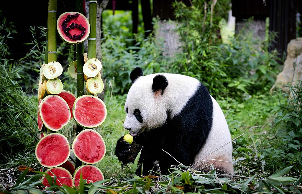 Pandas Eating Fruit