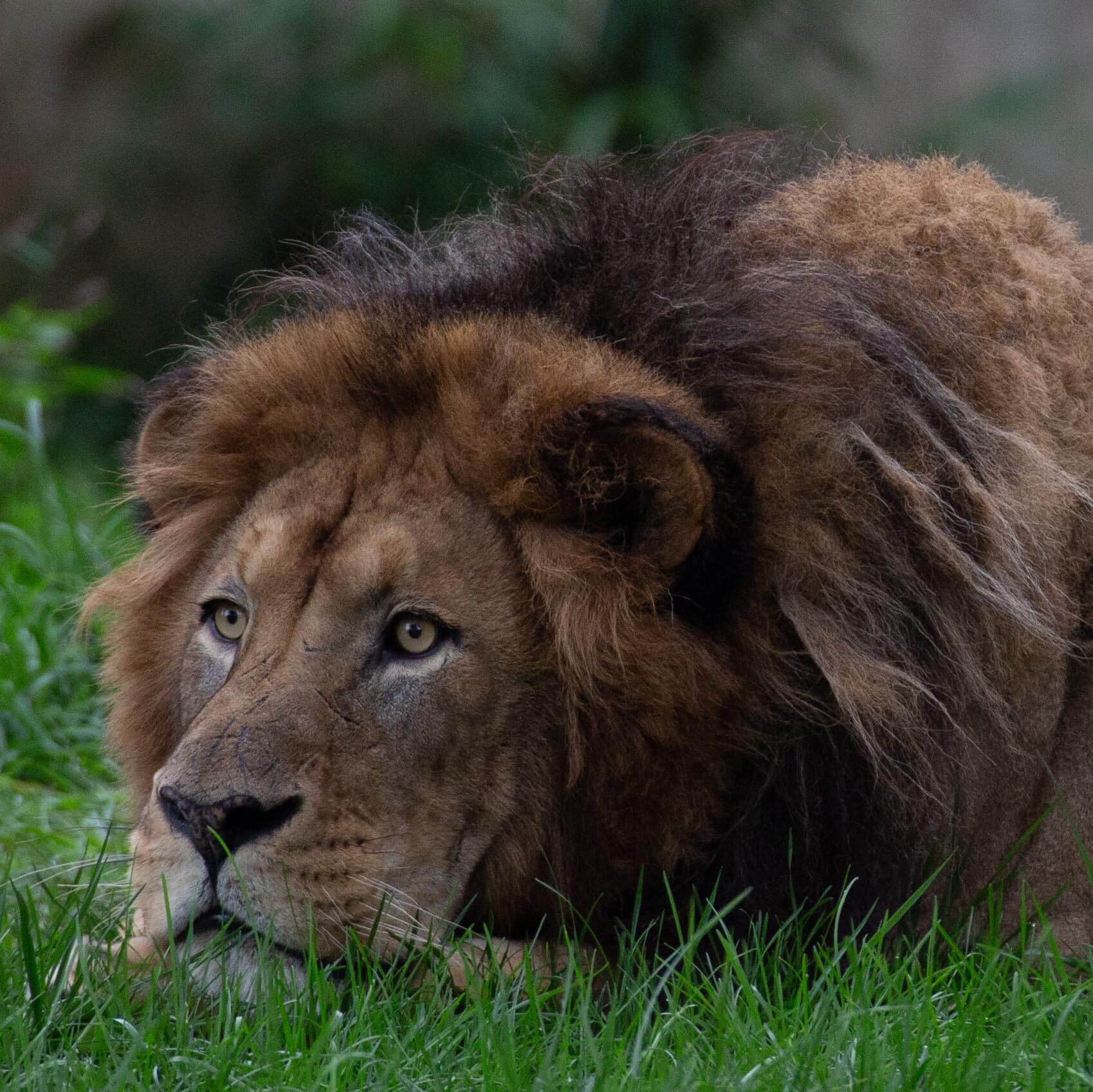 Lion Back Foot
