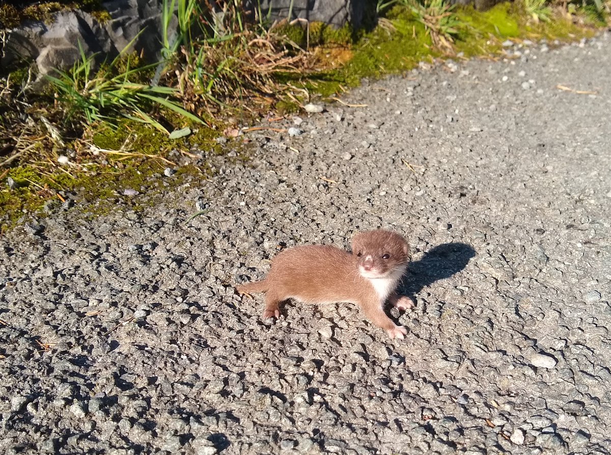 Cute Baby Weasels