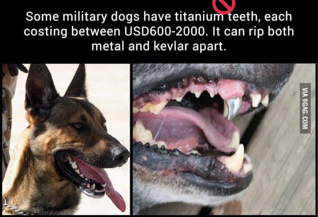 Belgian Malinois Navy Seals Titanium Teeth
