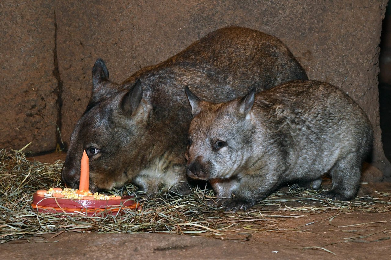 Wombat Eating Cake