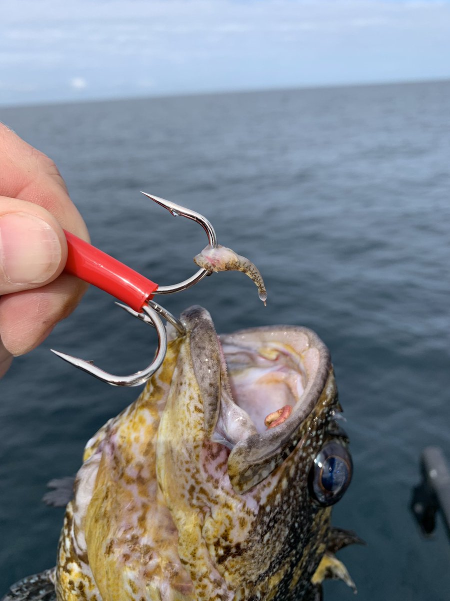 The Smallest Fish In The World Caught