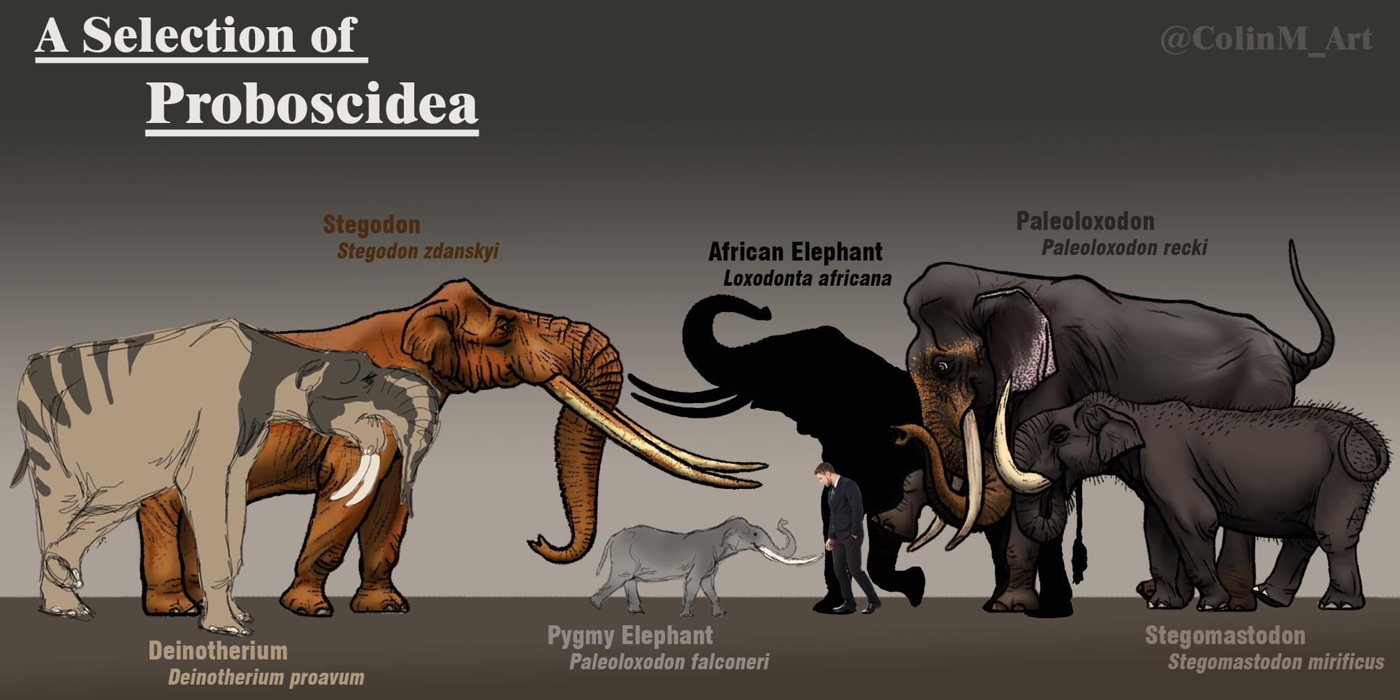 Deinotherium Size