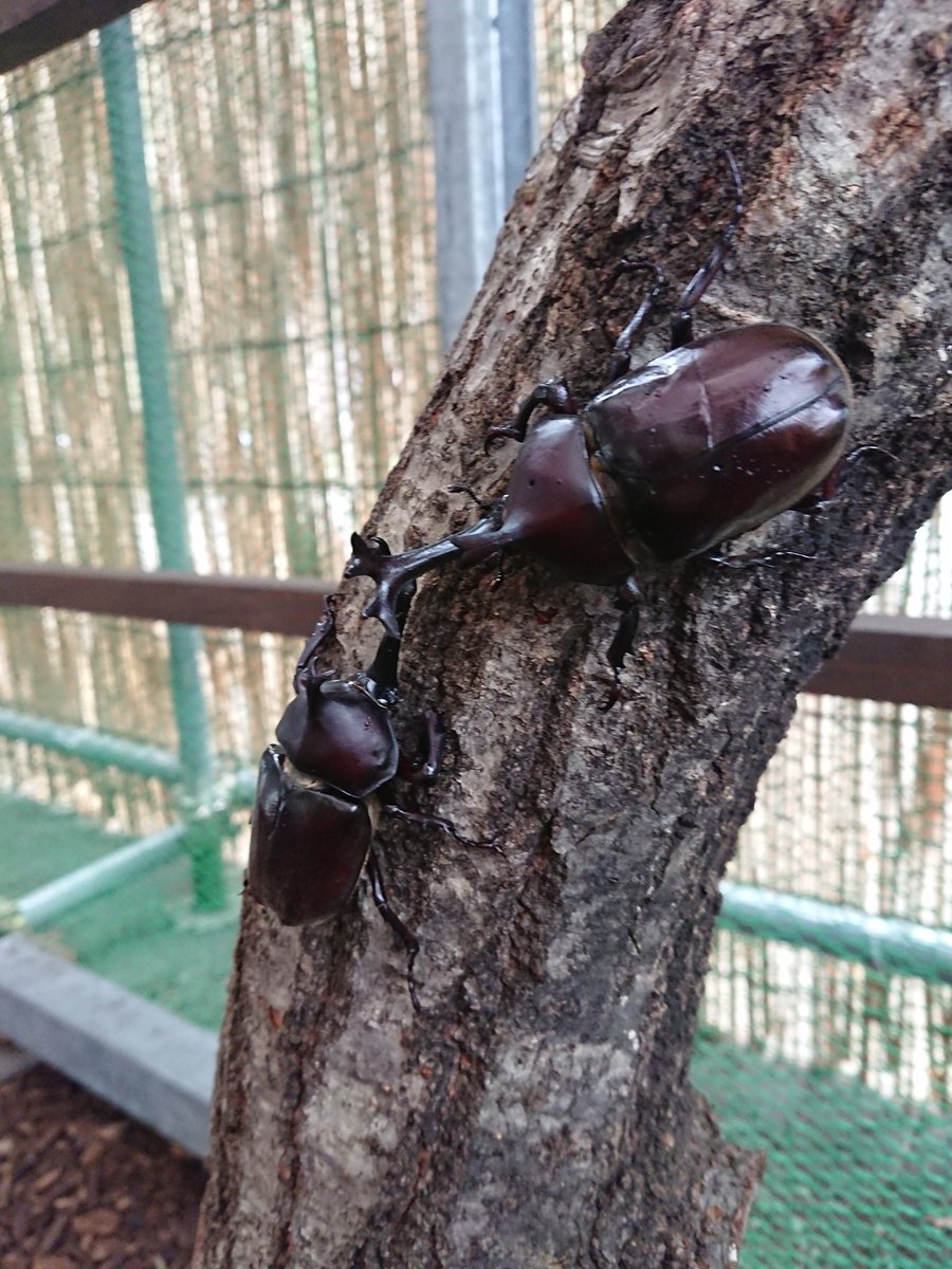 さとみん(@satomidesign) - Twilog (ツイログ)