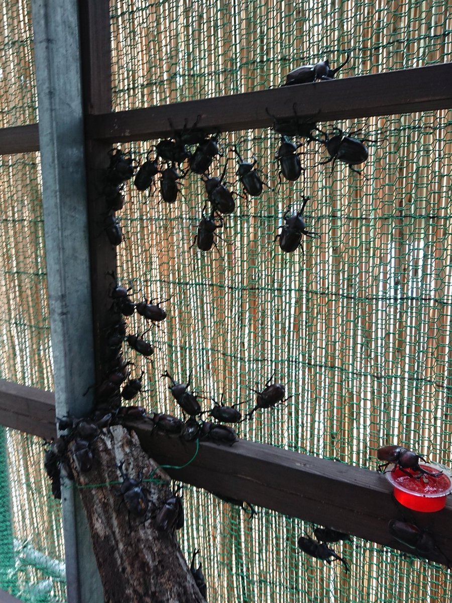 さとみん(@satomidesign) - Twilog (ツイログ)