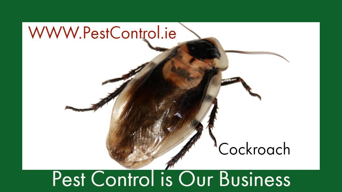Pest Control Ants Dublin | Pest Control