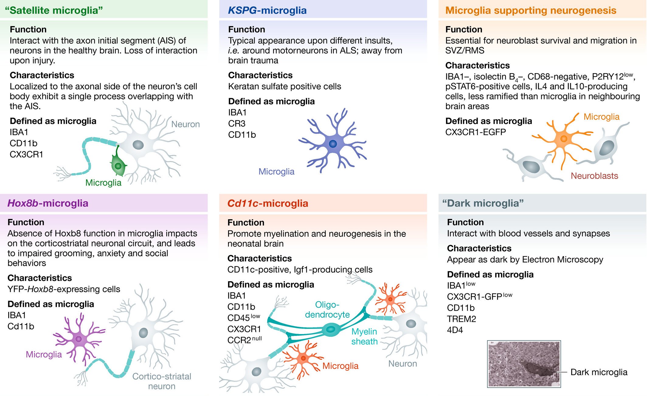 Microglial Cells Function