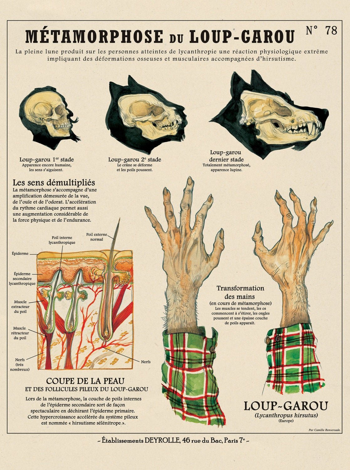 Loup Garou Anthropologie Unraveling The Mysteries Of The Loup Garou:
