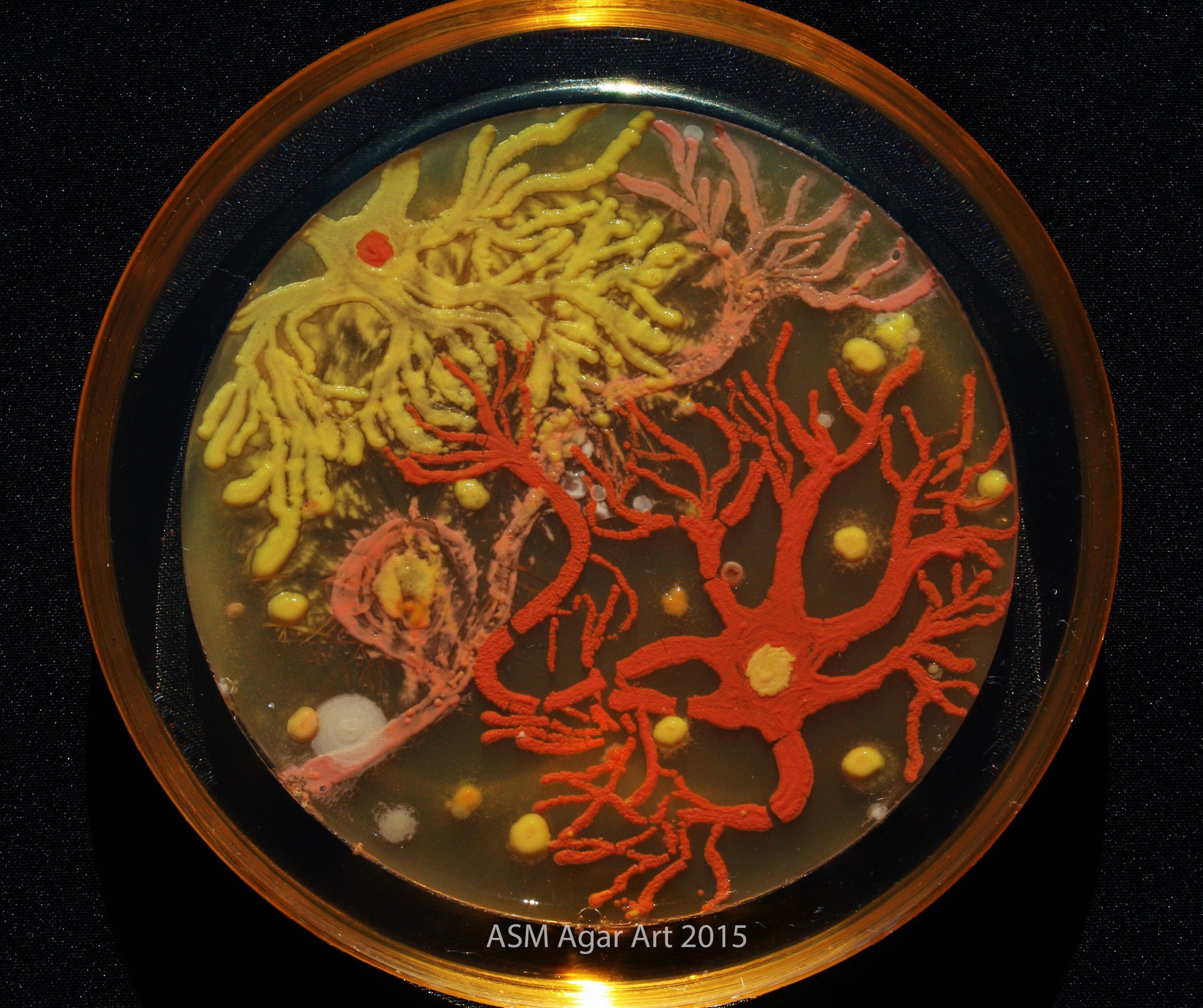 ASM on Twitter: "The Microbe Behind the Masterpiece: Over on FB, we're highlighting interesting ...