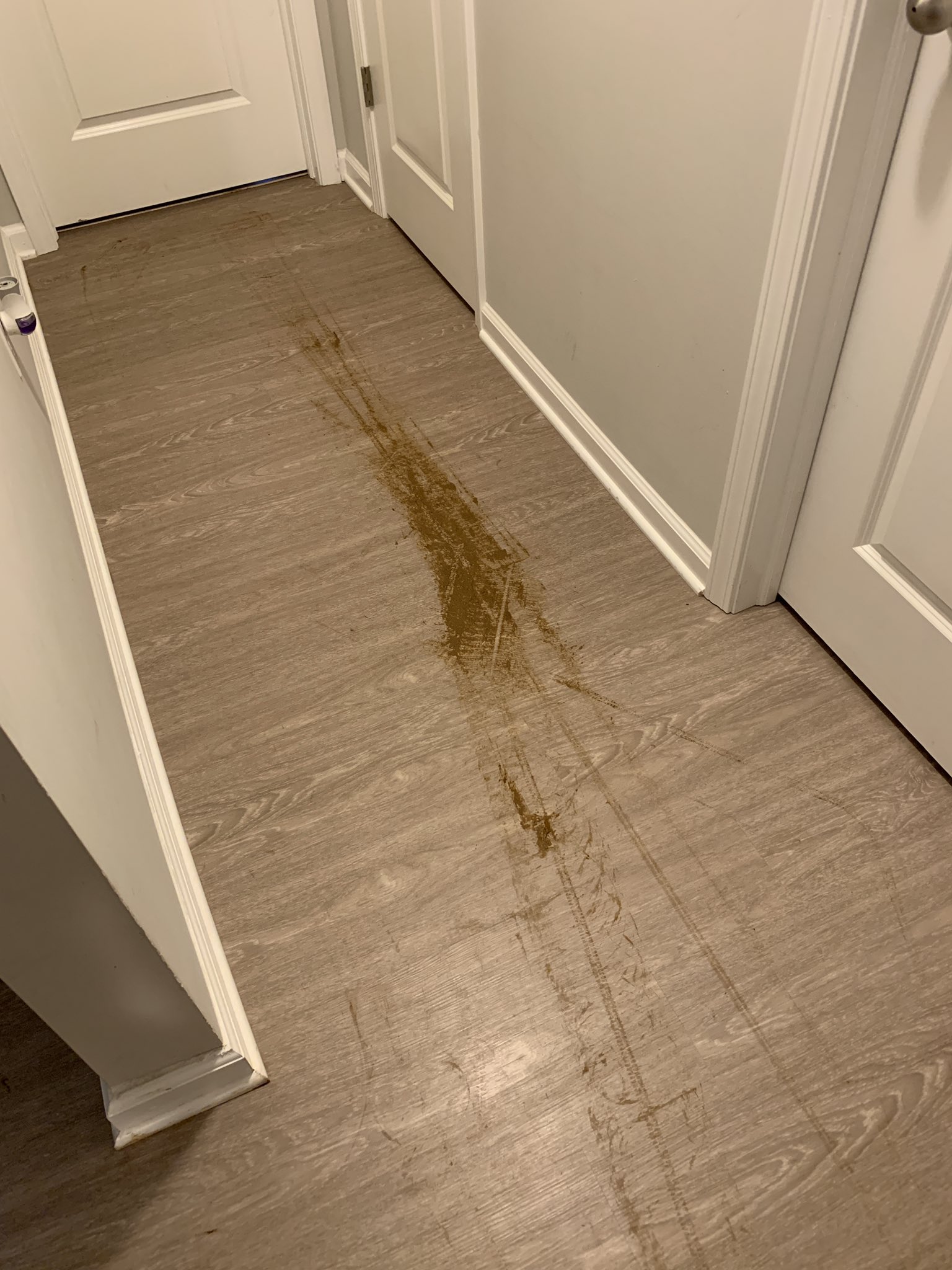 How Do You Get Dog Diarrhea Out Of Hardwood Floors