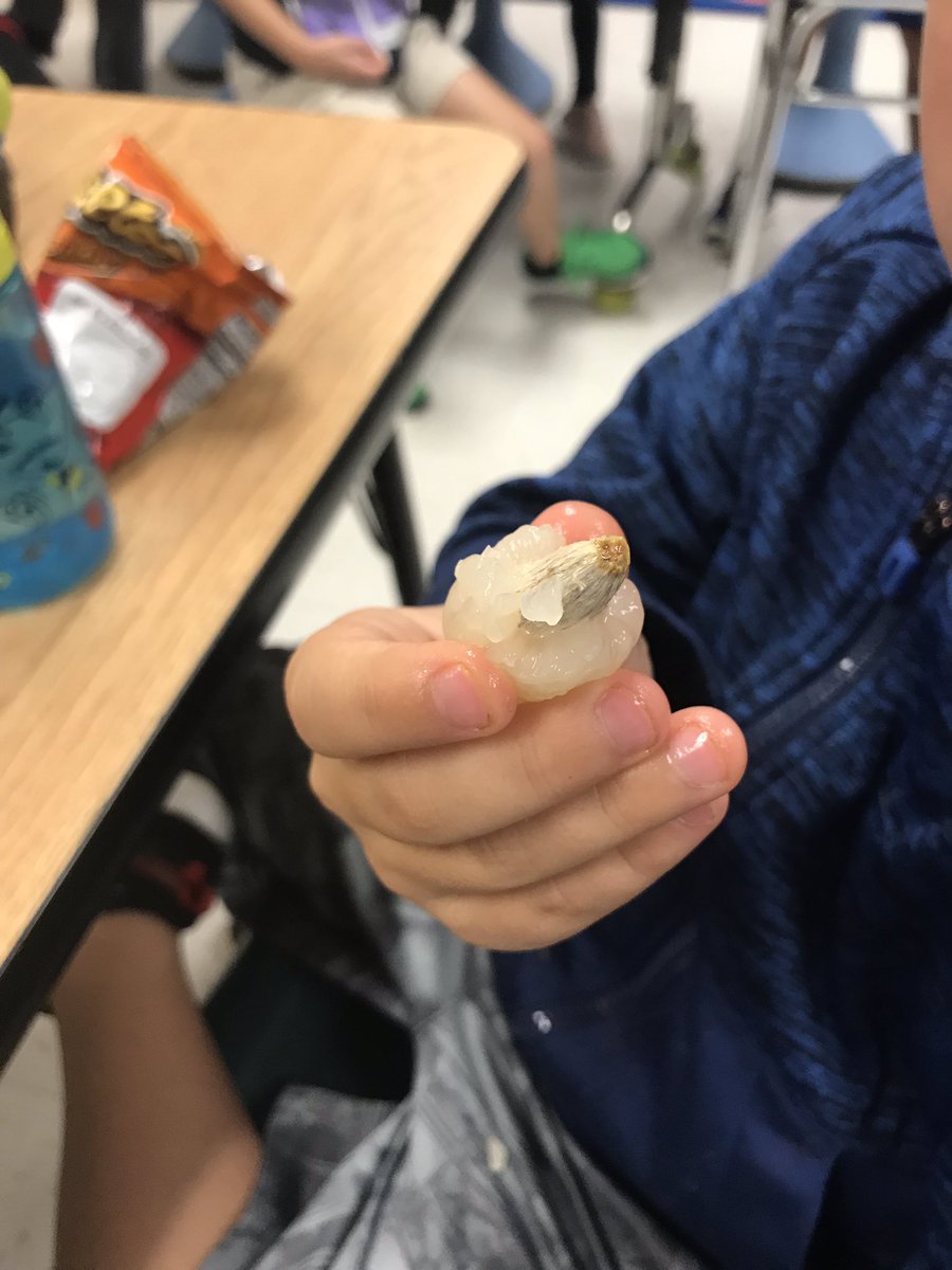 Lula Elementary School – Home of the Bulldogs