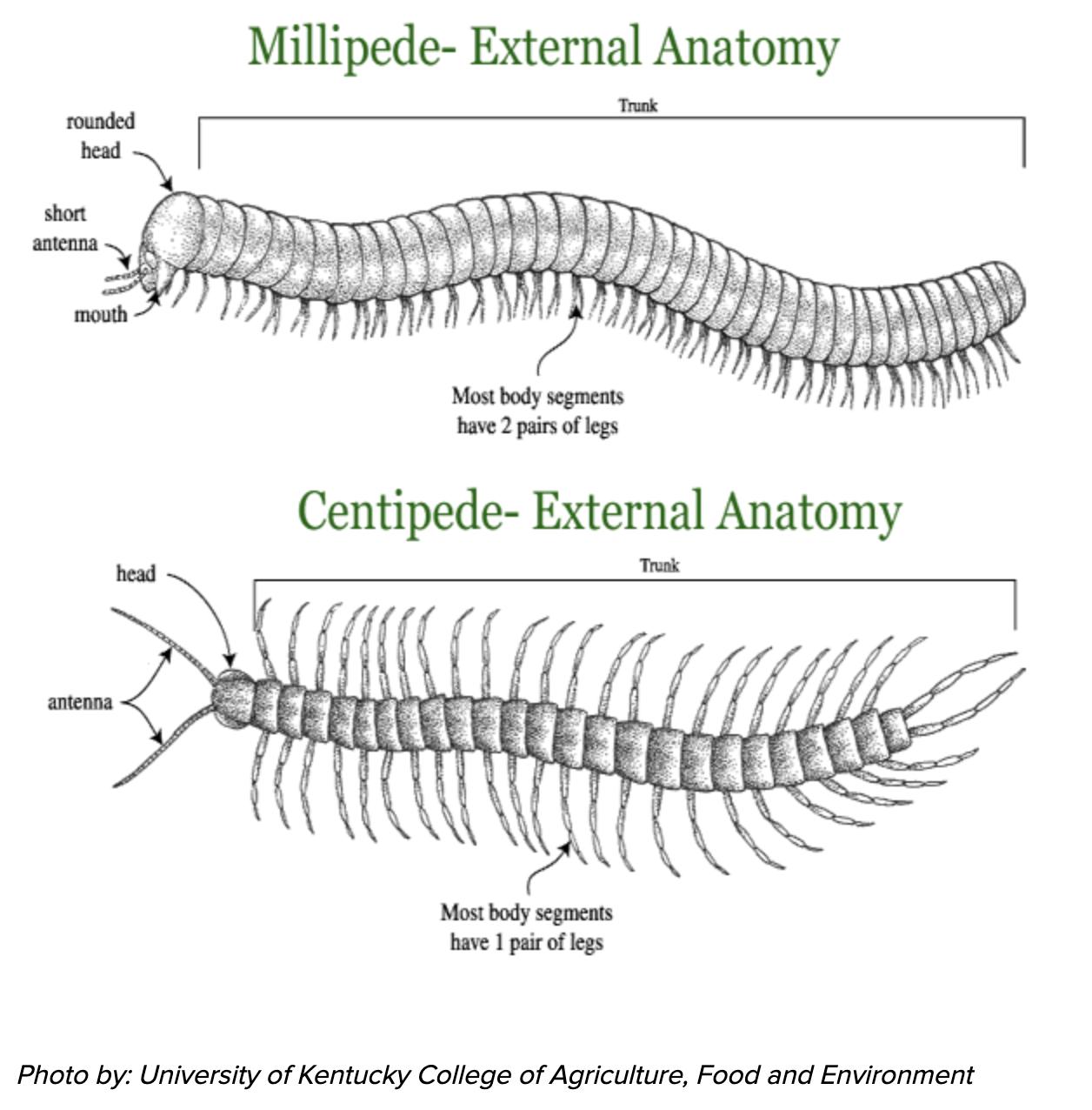 Millipede And Centipede
