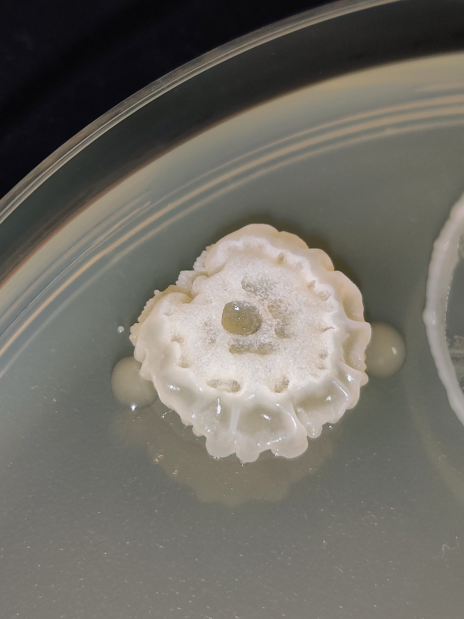 White Mold On Agar