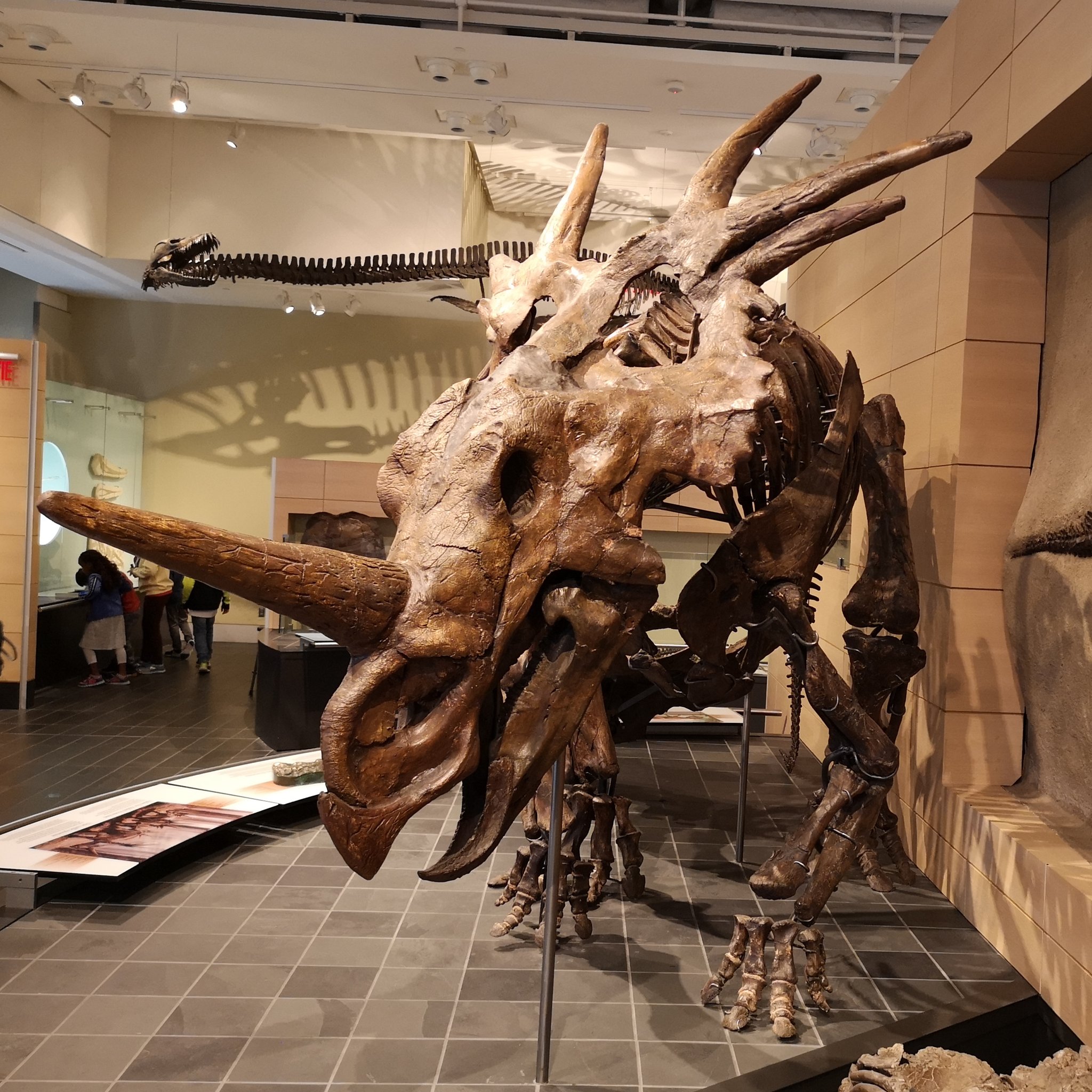 Styracosaurus Skeleton