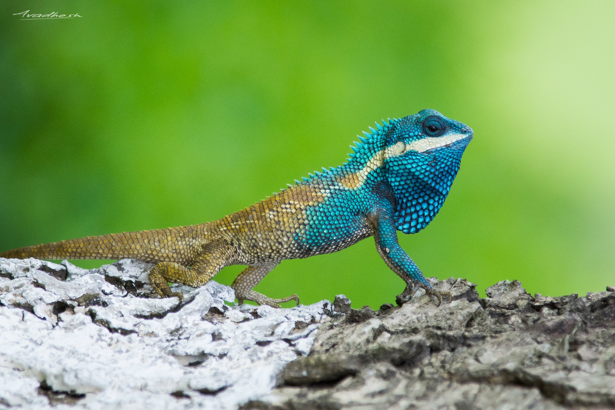 Calotes Mystaceus Blue Crested Lizard Calotes Mystaceus Stock Photo