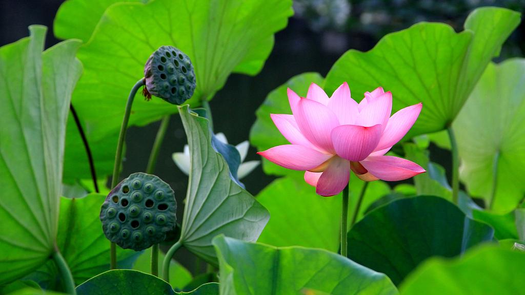 China's Flora Tour: Why do Chinese people love lotus? FloraofChina ...