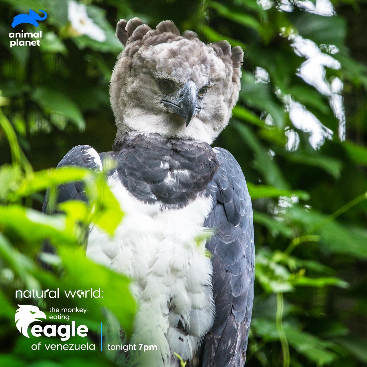 Harpy Eagle Eating Monkey