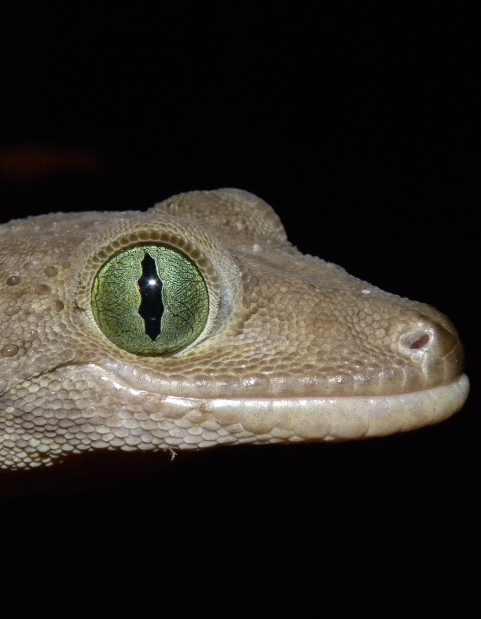 Green Eyed Gecko