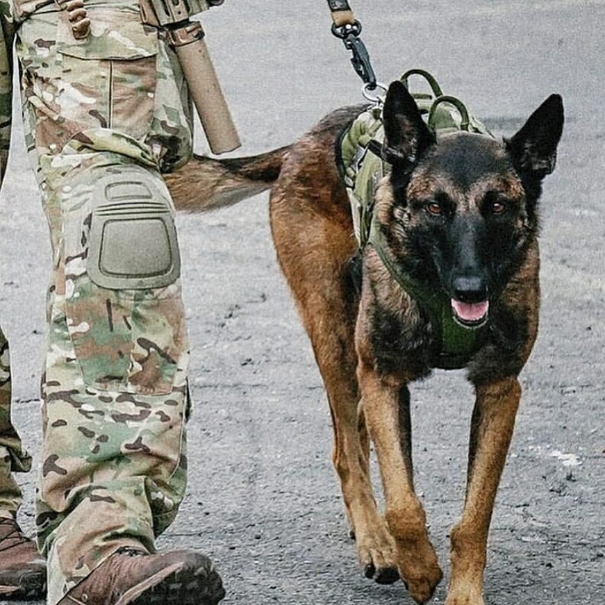 Navy Seals Belgian Malinois Titanium Teeth