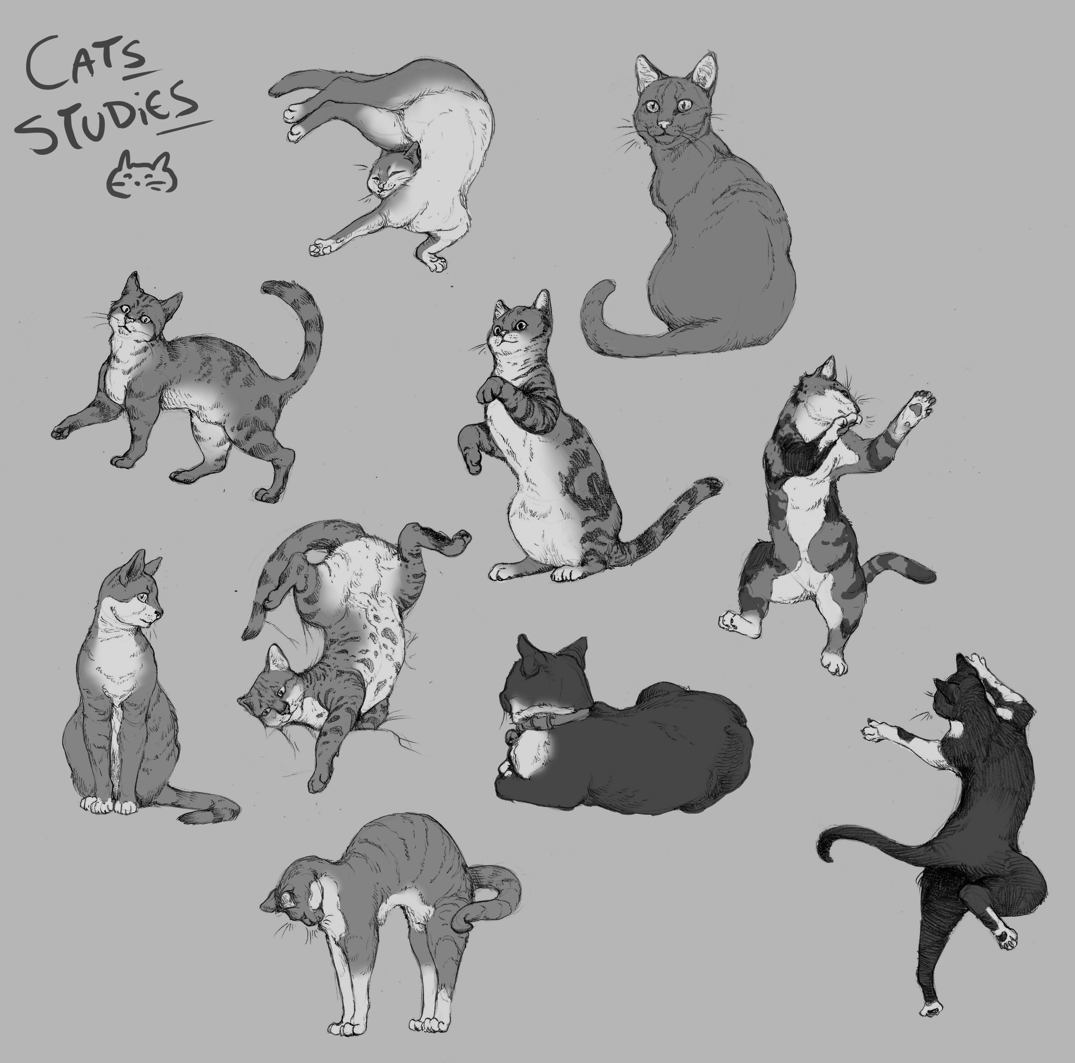 Dynamic Poses Cats