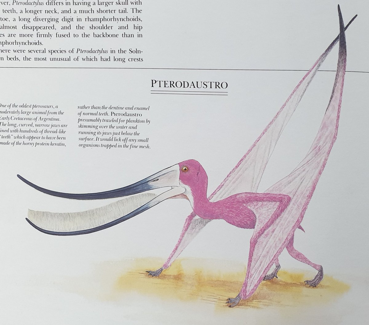 Pterodactyl Anatomi PTERODACTYL BONES Stock Photos, Illustrations