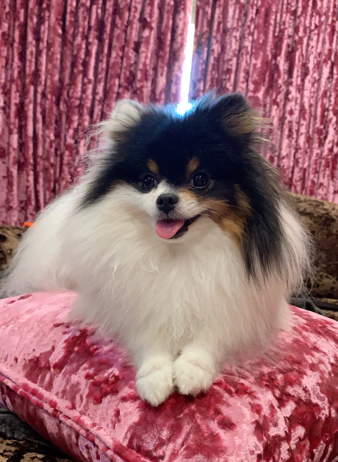 What Breed Is Jeffree Stars Dogs