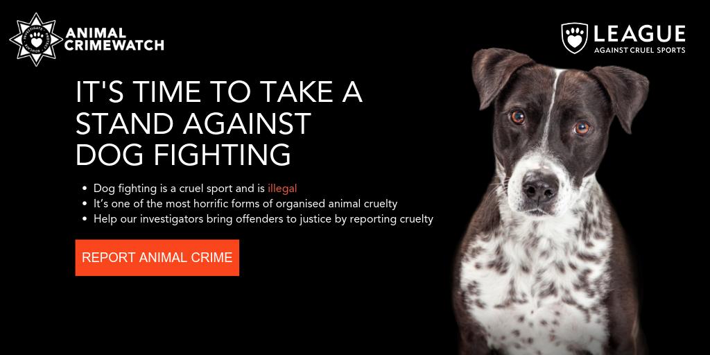 How Do I Report Suspected Dog Fighting