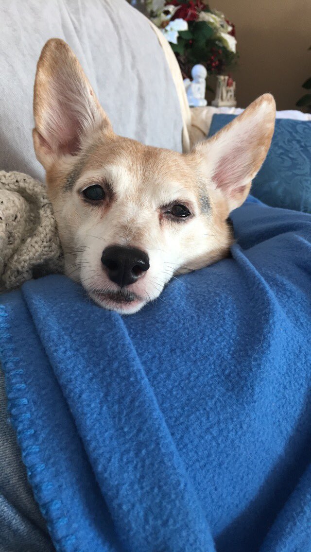 Welsh Corgi Jack Russell Mix