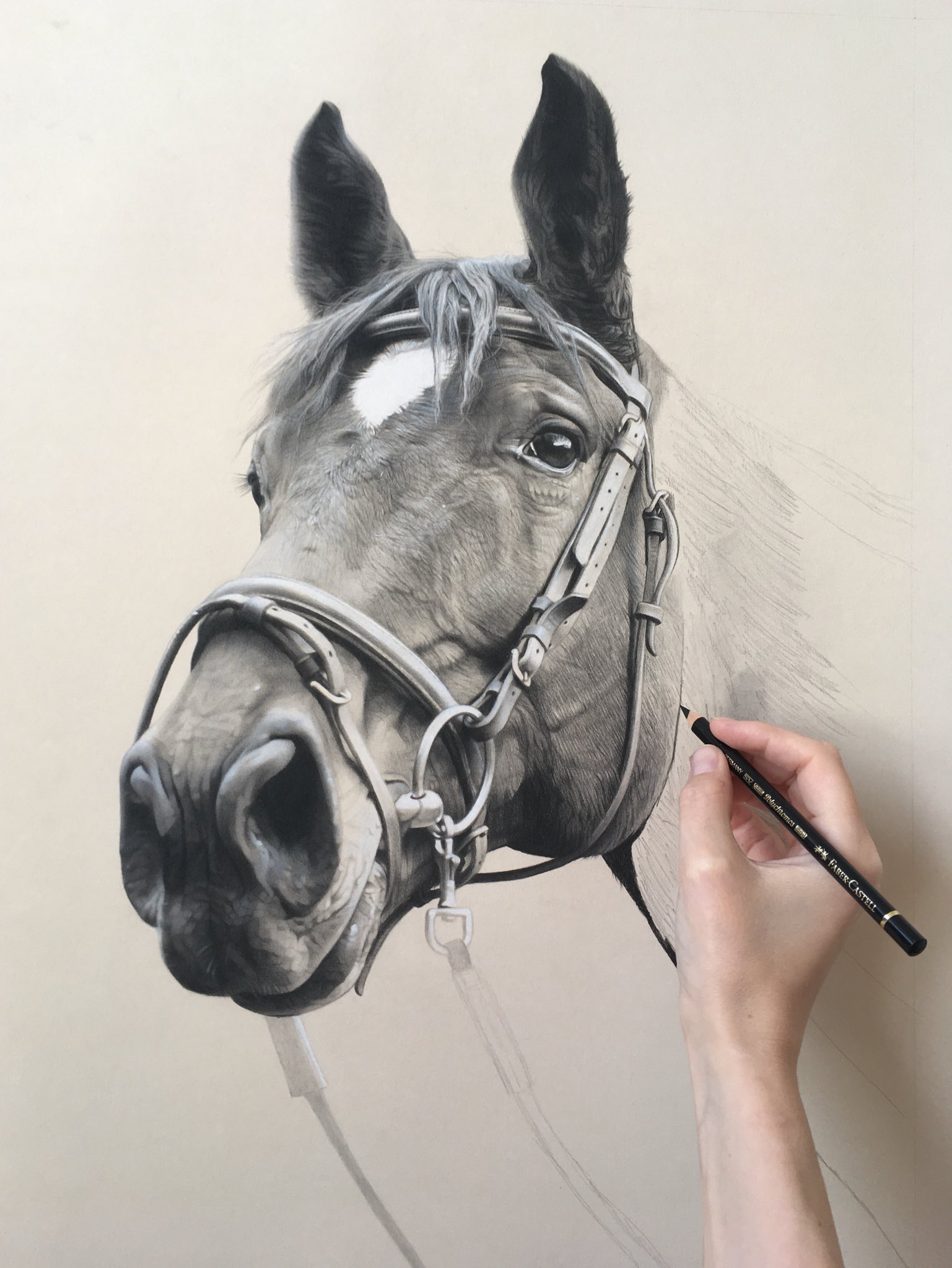 Black Stallion Drawing