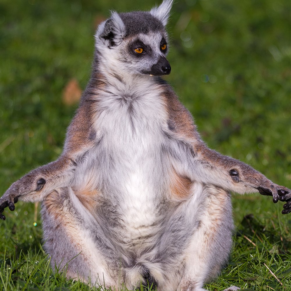 Ring Tailed Lemur Sunbathing