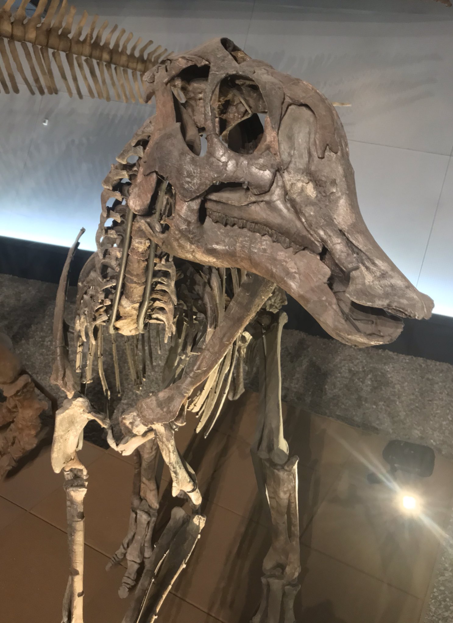 Hypacrosaurus Skeleton