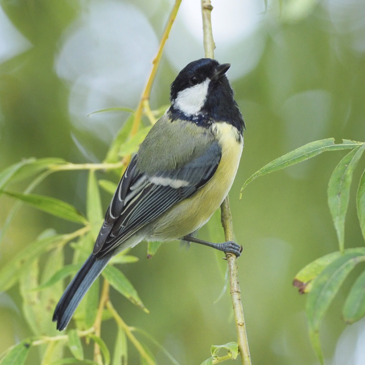 重原美智子 Michiko Shigehara on Twitter: "@toshitaka_szk そっか！ 声の感じは日本のシジュウカラとそんなに変わらないの？" / Twitter
