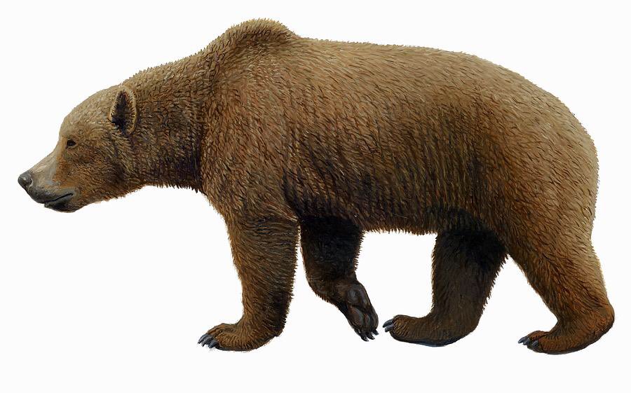 European Cave Bears
