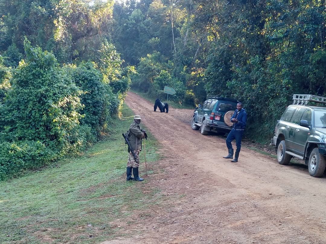 I'mVirus (@iamvirusjo) | Twitter