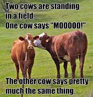 Funny Cow Pictures Jokes