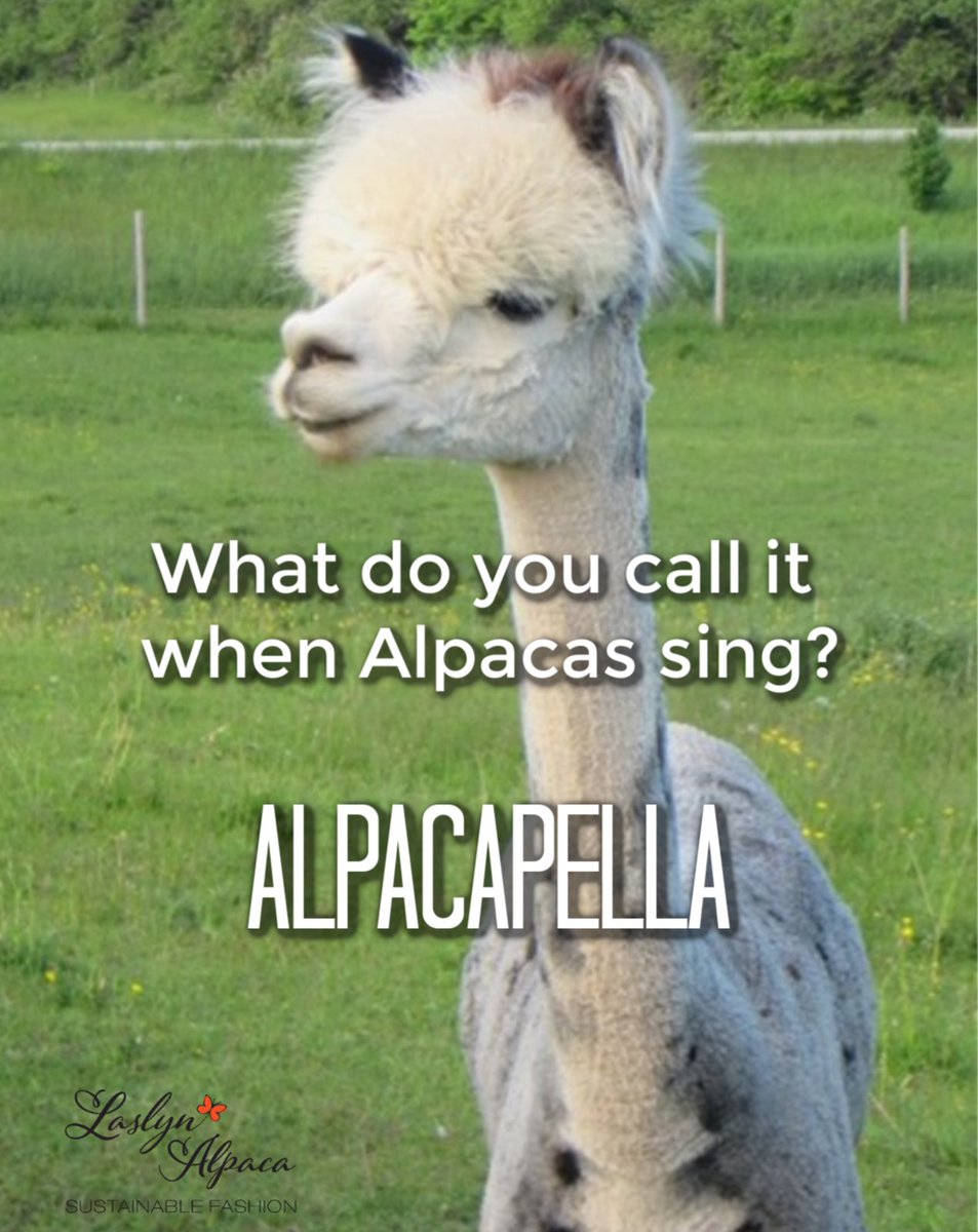 Alpaca Puns