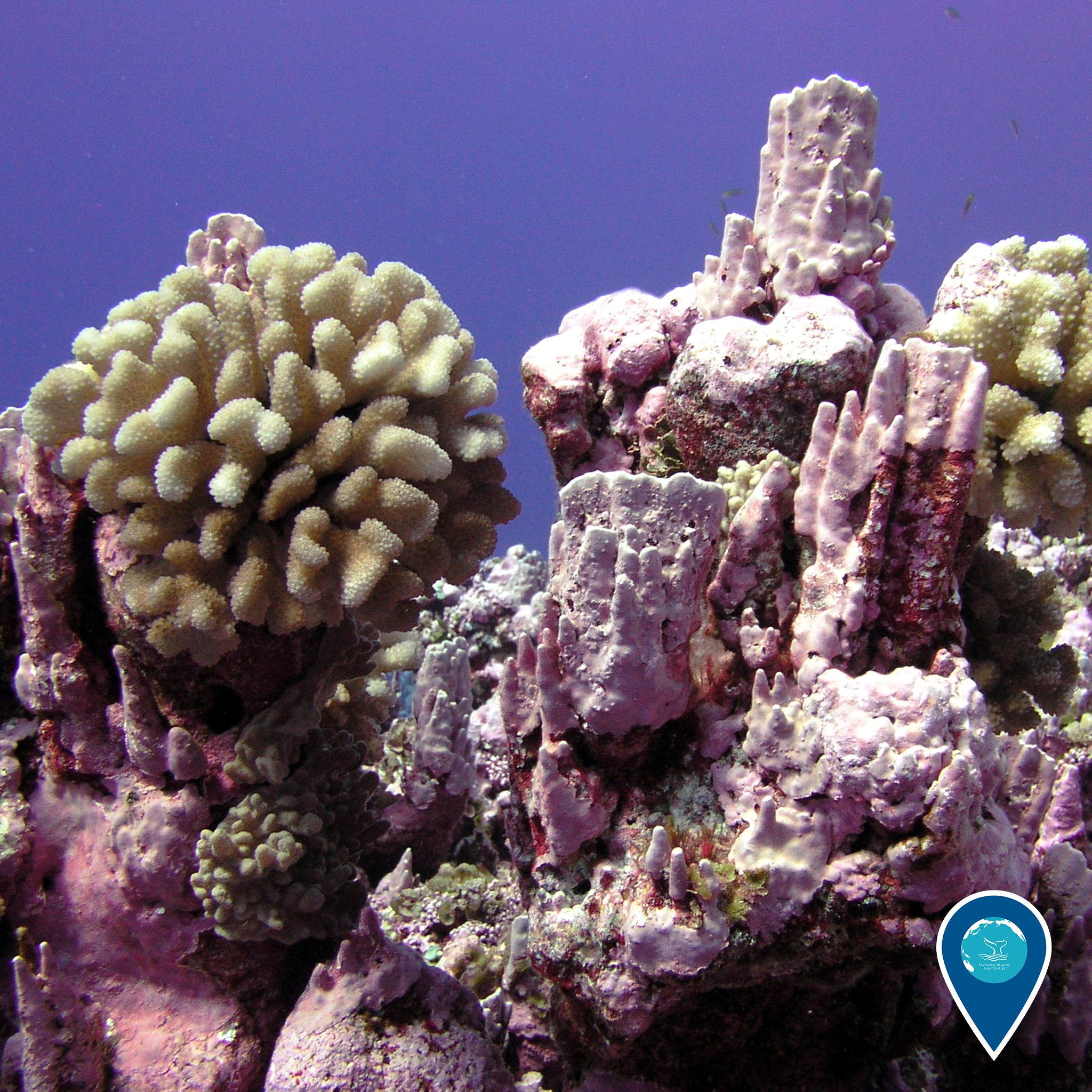 Yellow Coralline Algae