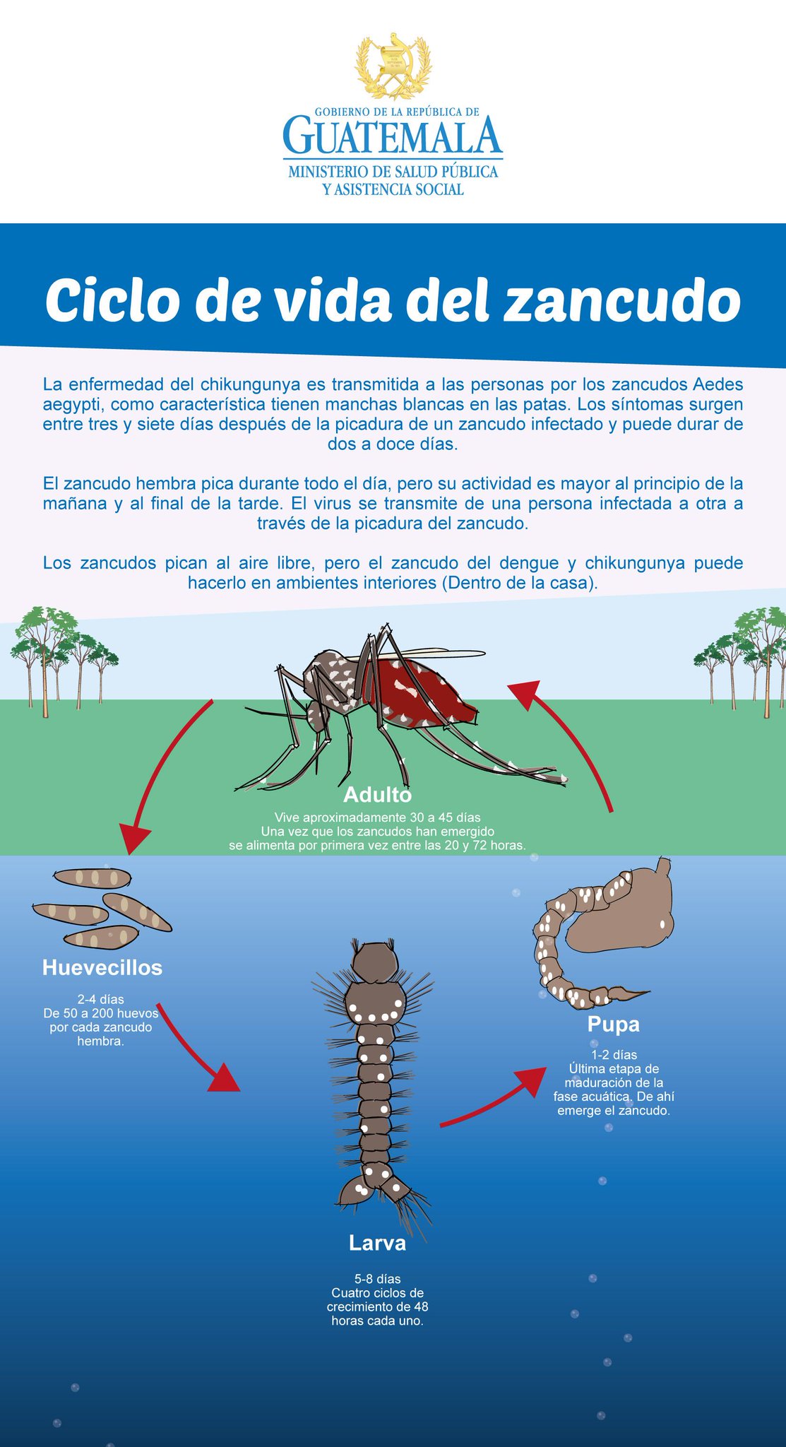 Ciclo De Vida De Un Mosquito Etapas