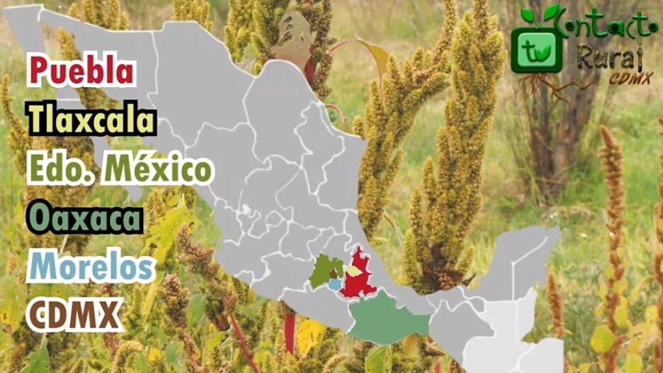 TV Contacto Rural CDMX (@TVContactoRural) | Twitter TV Contacto Rural CDMX (@TVContactoRural) | Twitter