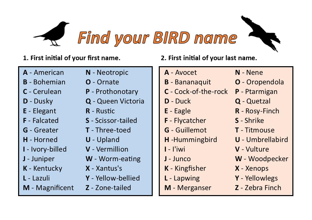 Bird Images With Names The Bird Name Book: A History Of English Bird