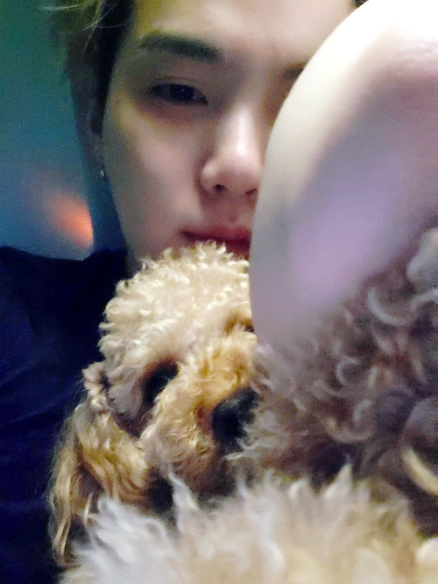 What Kind Of Dog Is Min Holly