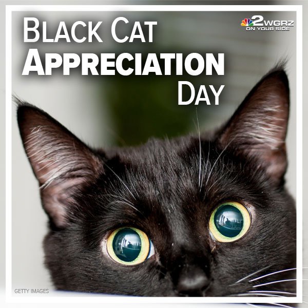 August 17 Black Cat Appreciation Day - Uzugara