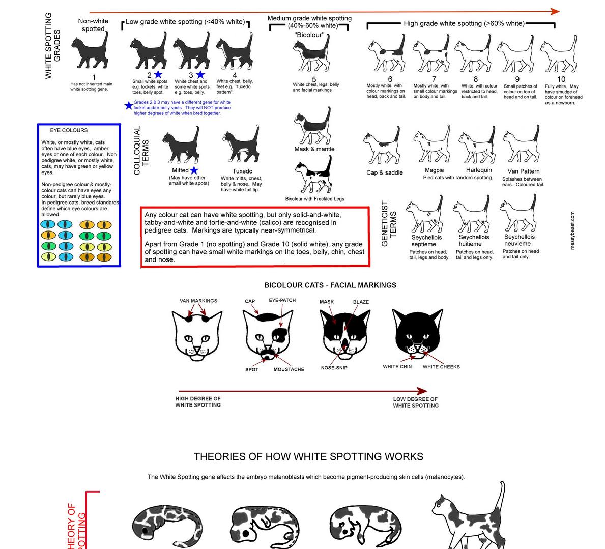 Cat Color Genetics Chart Are Dogs And Cats Color Blind? No! They Are