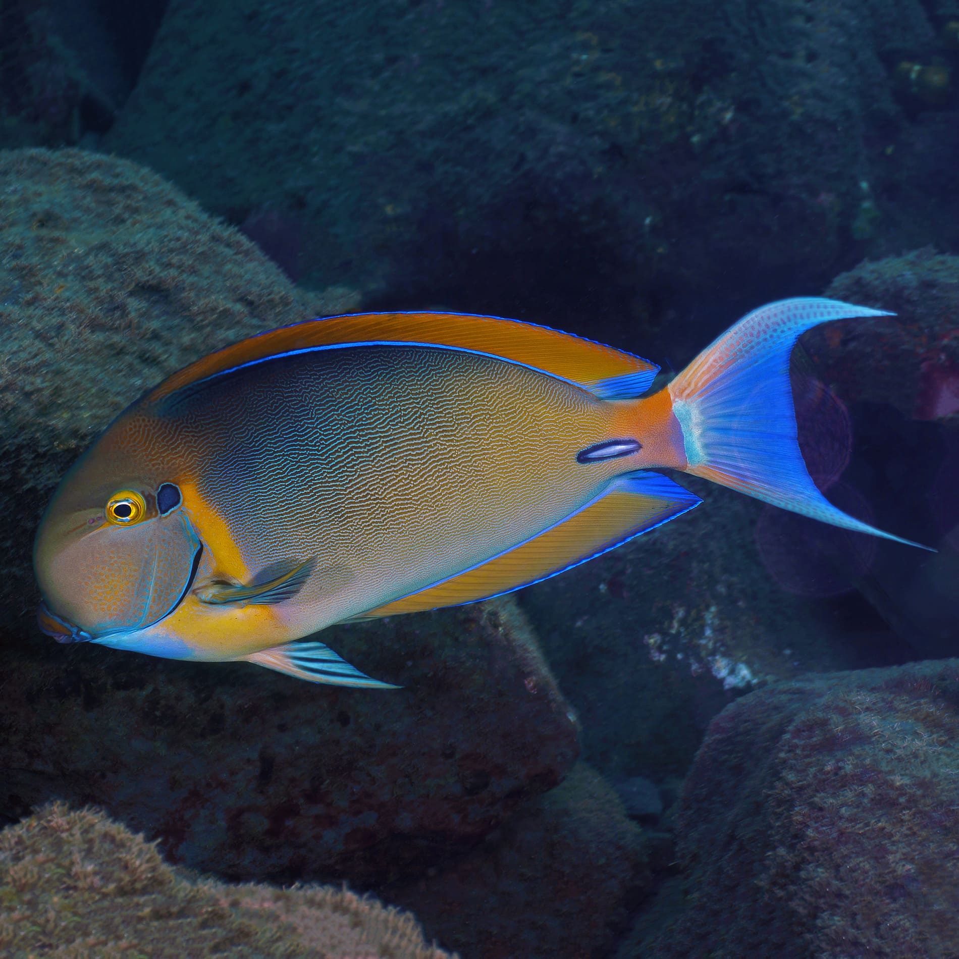 Black Spot Tang