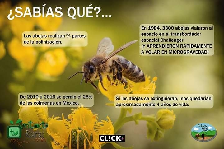 TV Contacto Rural CDMX (@TVContactoRural) | Twitter TV Contacto Rural CDMX (@TVContactoRural) | Twitter