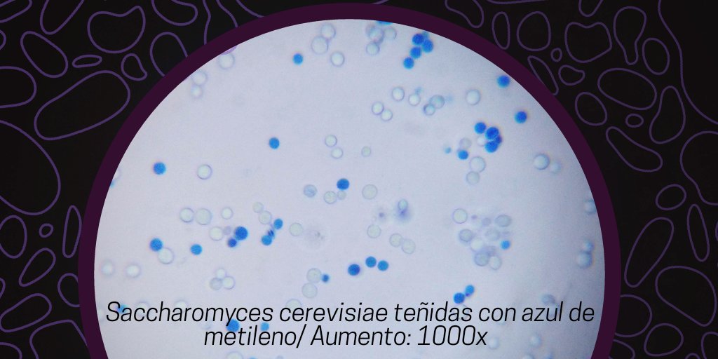 Saccharomyces Cerevisiae 1000x
