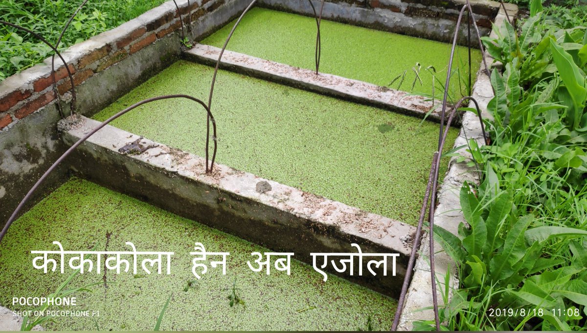 Pratikshya Parajuli (@PratikshyaPara3) | Twitter