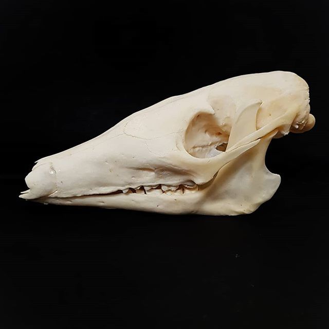Anteater Skull