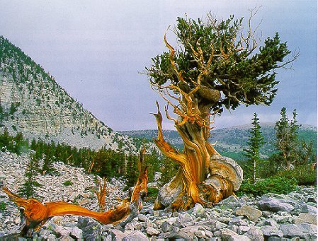 Single Leaf Pinyon And Bristlecone Pine